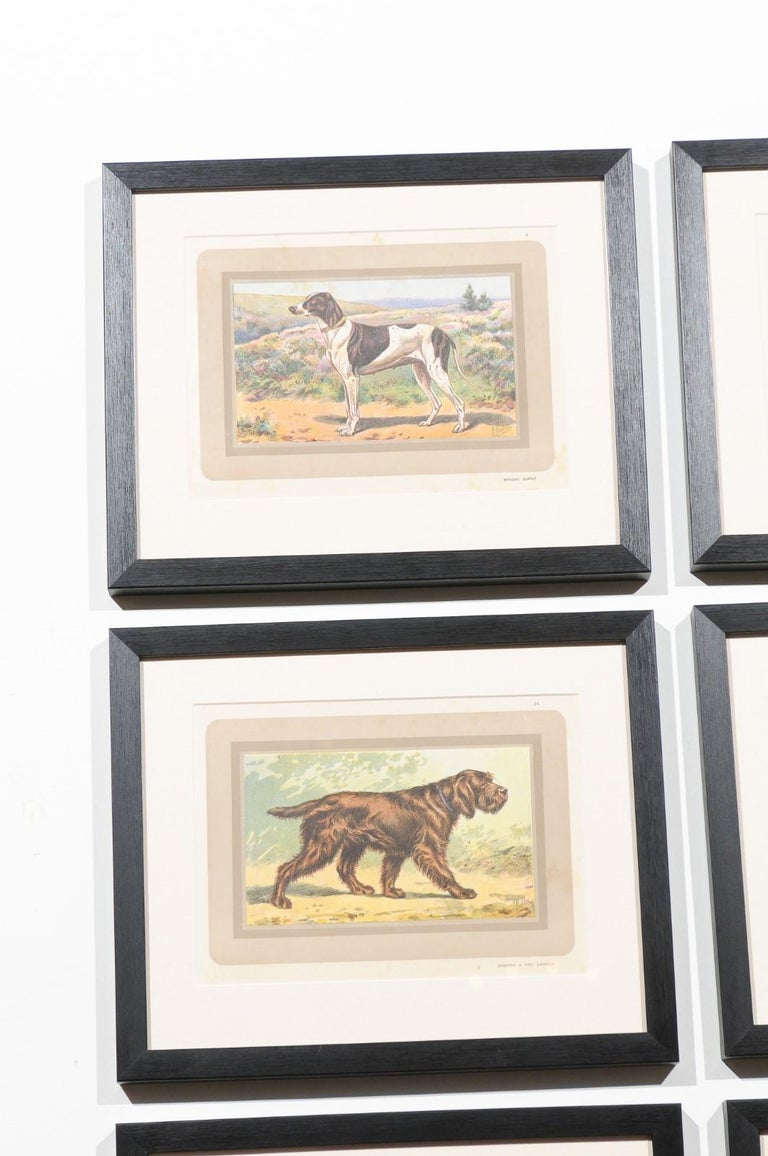 French Framed and Colored Lithographs Depicting Dogs at 1stDibs