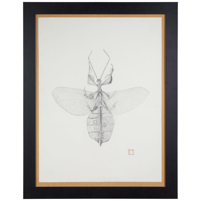 French Framed Insect Drawing at 1stDibs