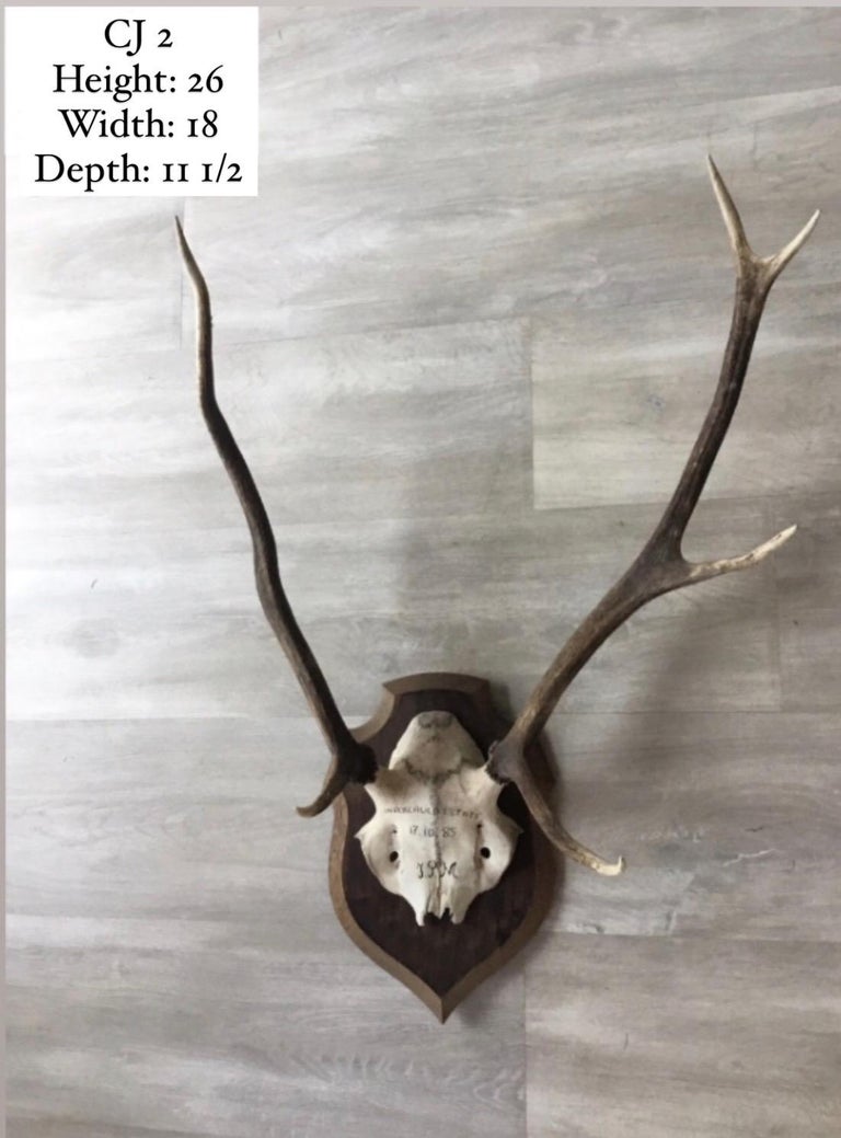 French Hunting Trophies Priced Individually For Sale at 1stDibs