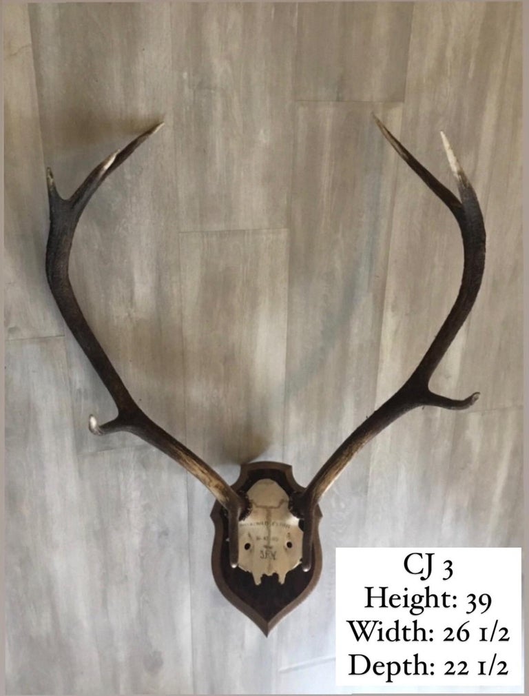 French Hunting Trophies Priced Individually For Sale at 1stDibs