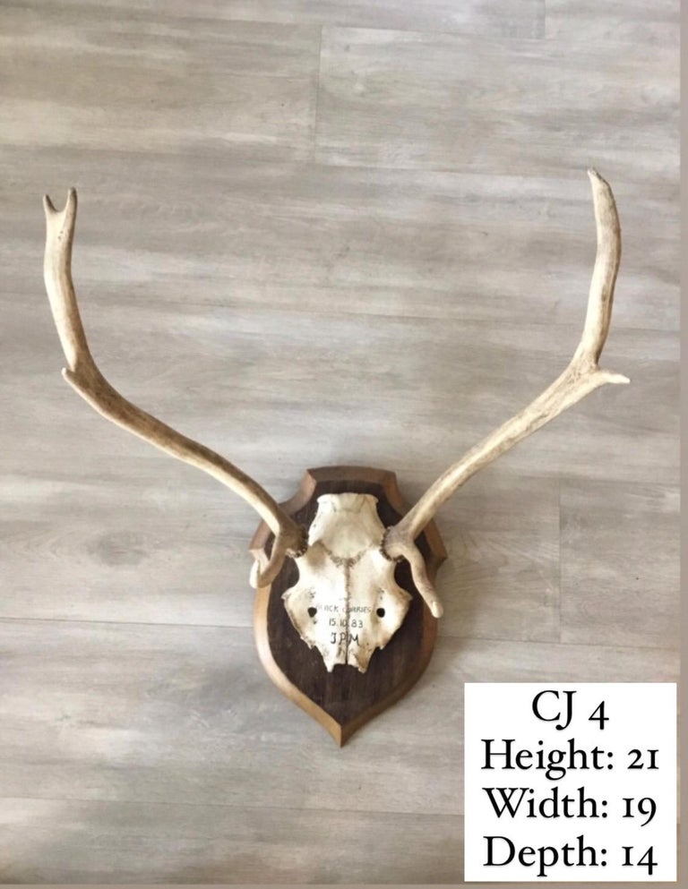 French Hunting Trophies Priced Individually For Sale at 1stDibs