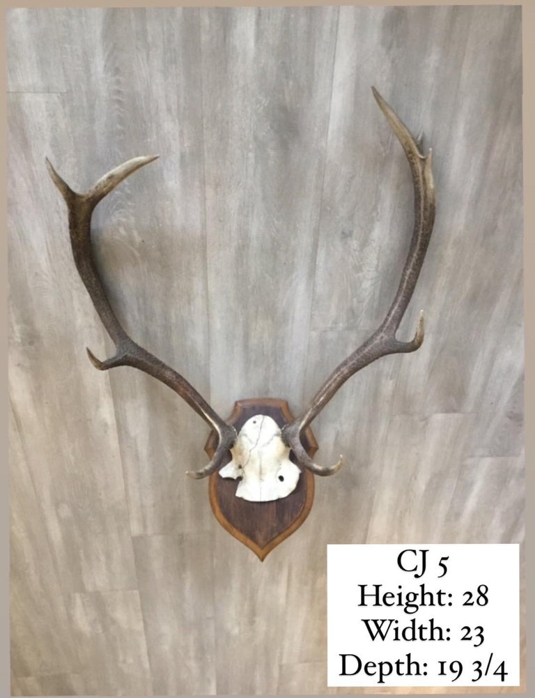French Hunting Trophies Priced Individually For Sale at 1stDibs
