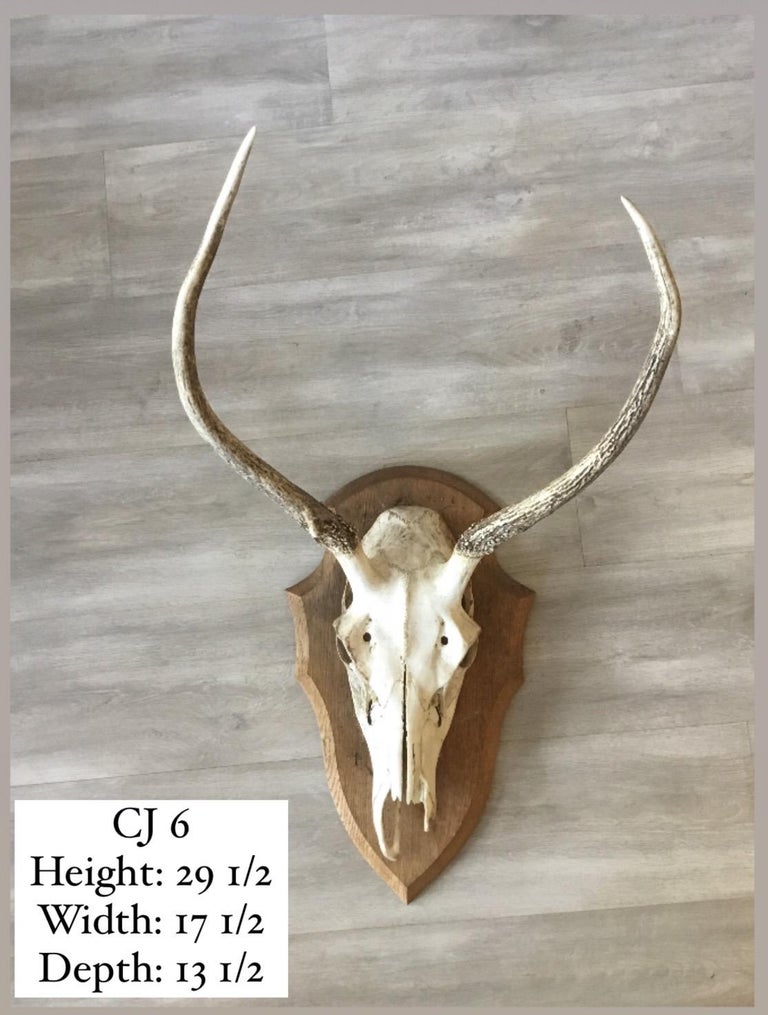 French Hunting Trophies Priced Individually For Sale at 1stDibs