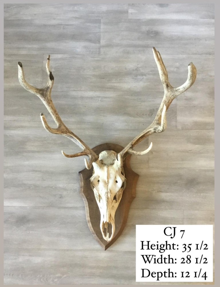 French Hunting Trophies Priced Individually For Sale at 1stDibs
