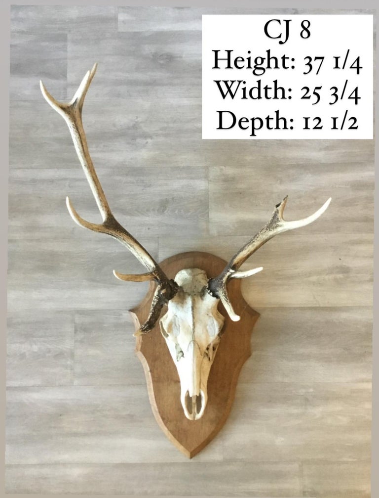 French Hunting Trophies Priced Individually For Sale at 1stDibs