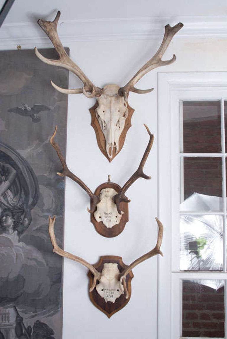 French Hunting Trophies Priced Individually For Sale at 1stDibs