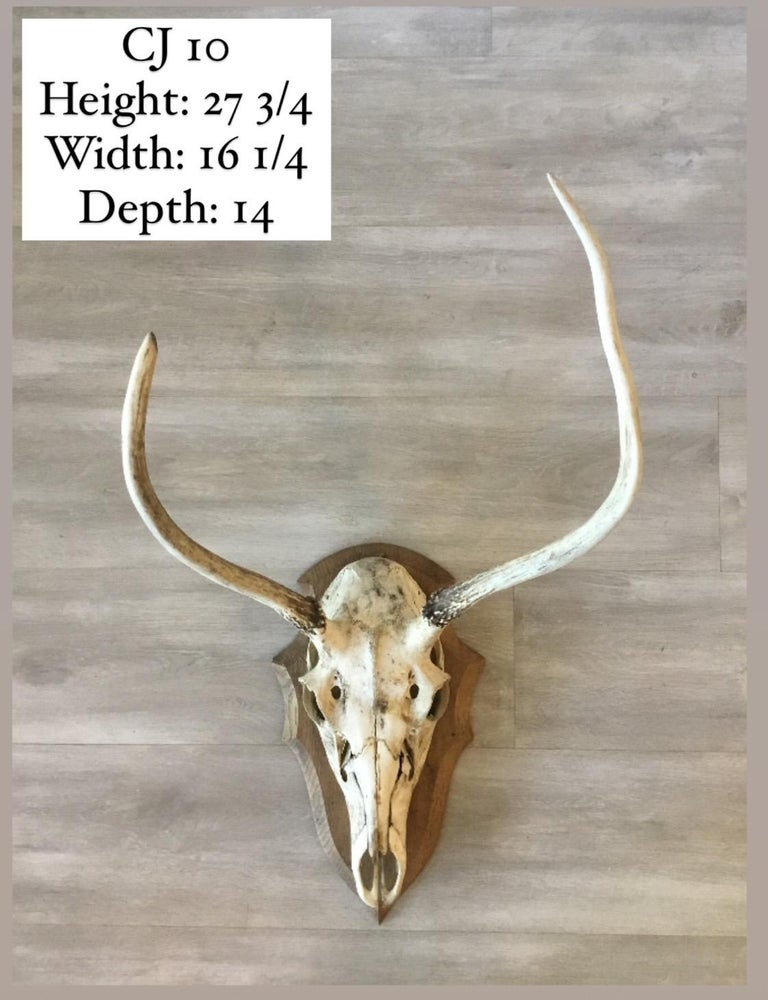 French Hunting Trophies Priced Individually For Sale at 1stDibs