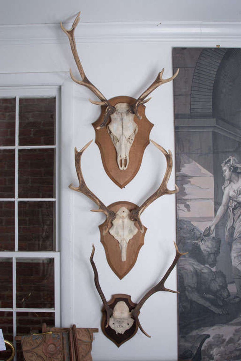 French Hunting Trophies Priced Individually For Sale at 1stDibs