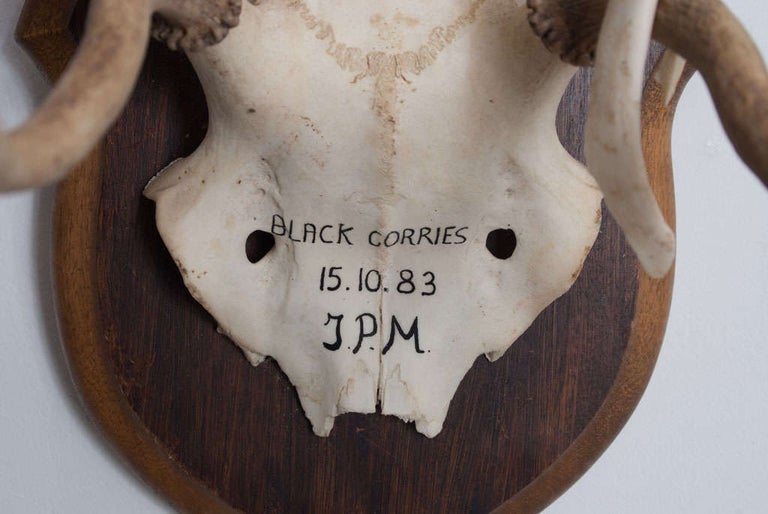 French Hunting Trophies Priced Individually For Sale at 1stDibs