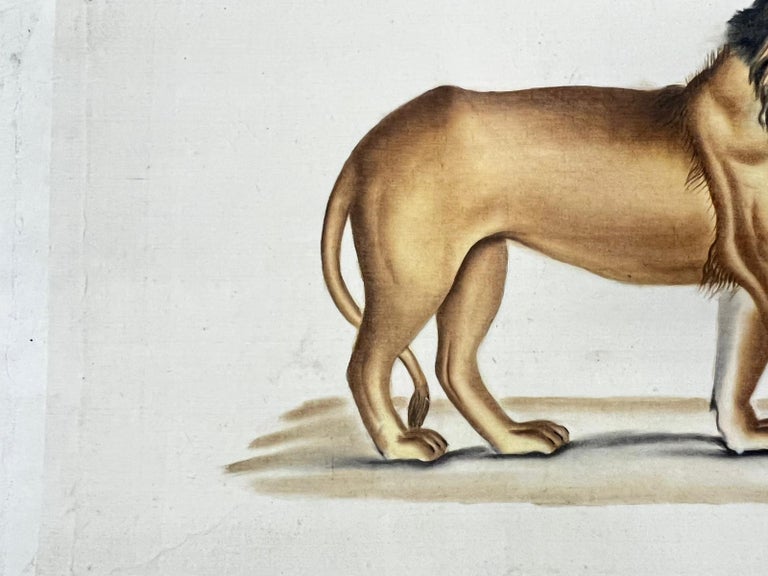 French School - 19th Century French Portrait of a Lion original ...