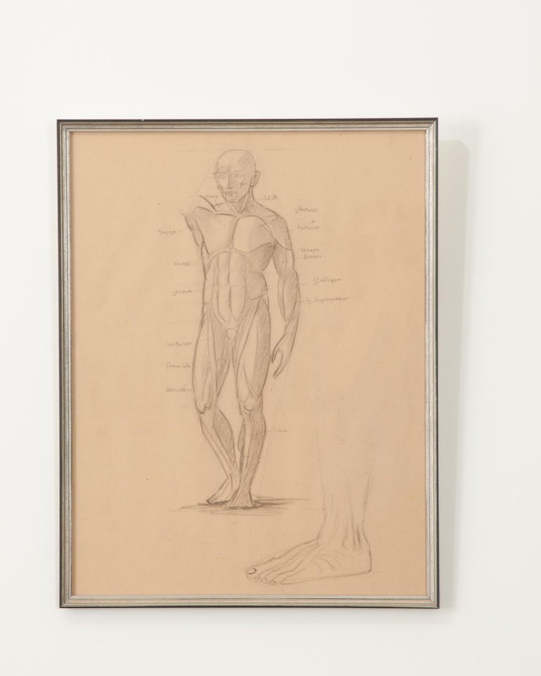 French Vintage Framed Anatomical Sketch For Sale at 1stDibs