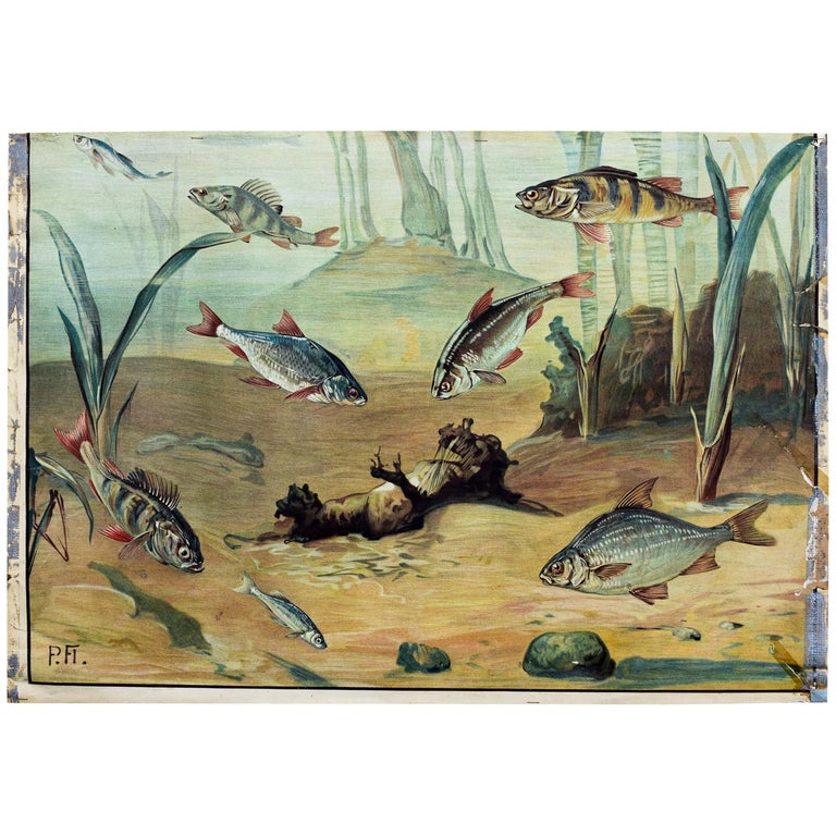 Fresh Water Fish, Vintage Wall Chart For Sale at 1stDibs