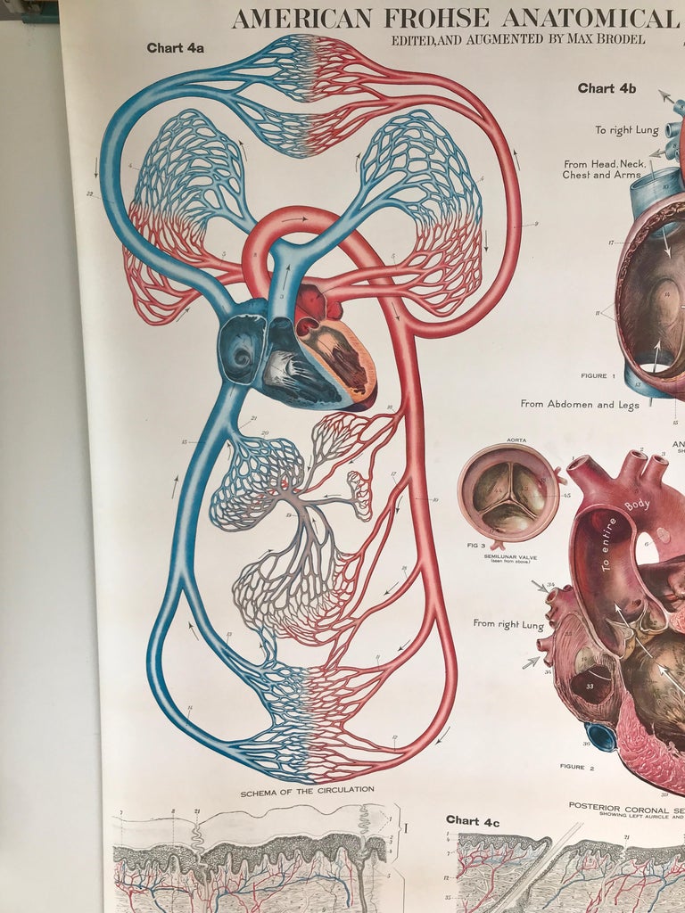 Frohse Anatomical Chart by A.J. Nystrom, Plate No. 4, Circulatory ...
