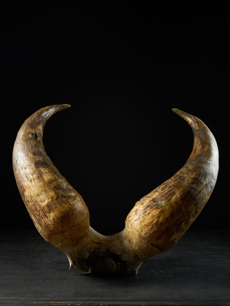 Frontal of Kouri Beef 'Bos Taurus Belensis', Wingspan For Sale at 1stDibs