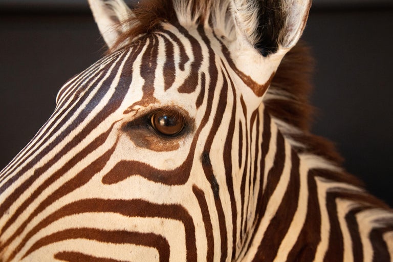 Full Sized Taxidermy Rocking Zebra For Sale at 1stDibs