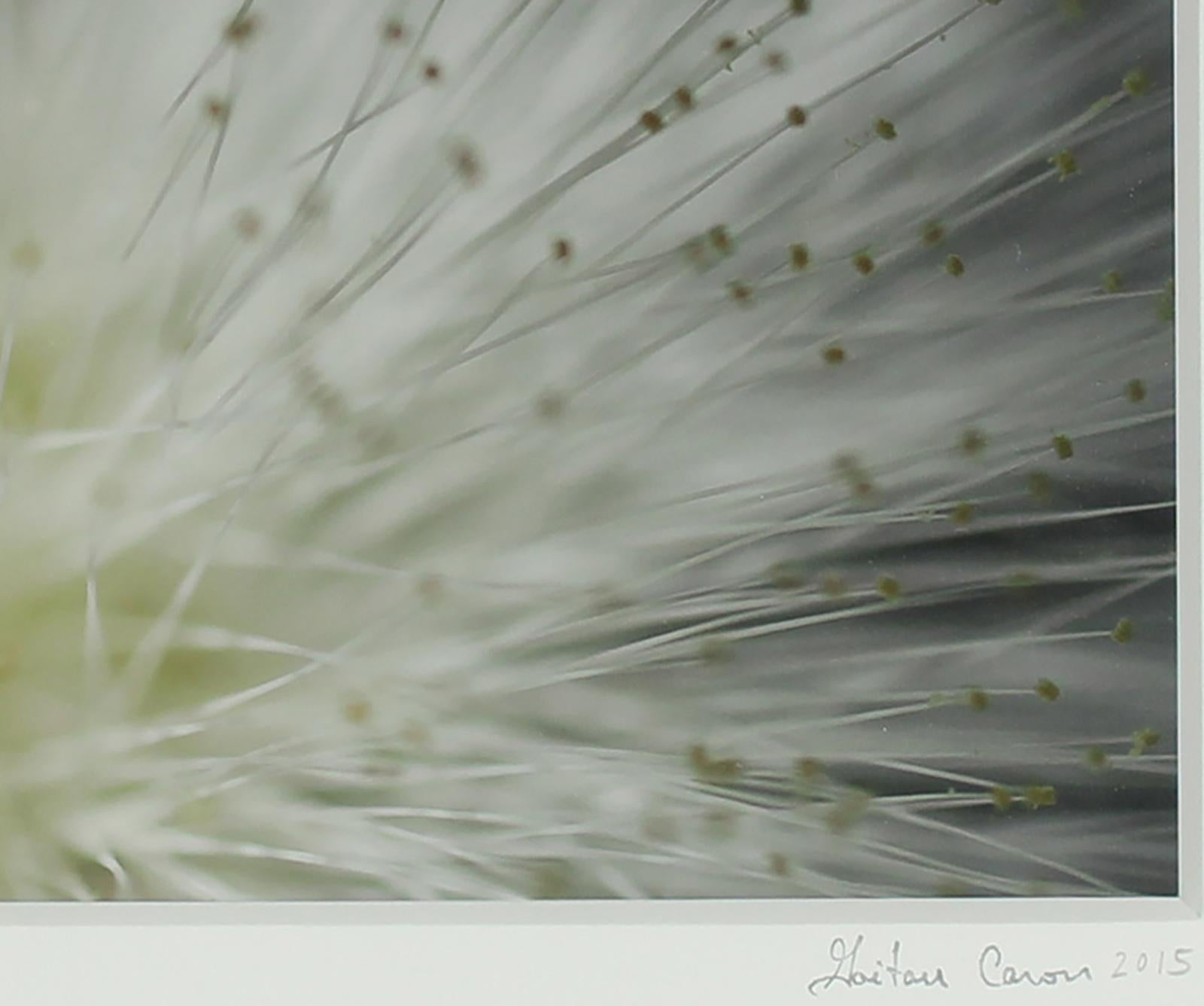 Gaétan Caron - "Tropical Stars" Color Photograph of Plant in the Big ...