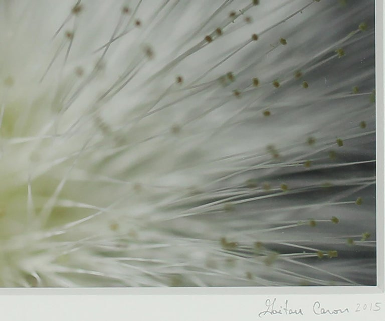 Gaétan Caron - "Tropical Stars" Color Photograph of Plant in the Big ...