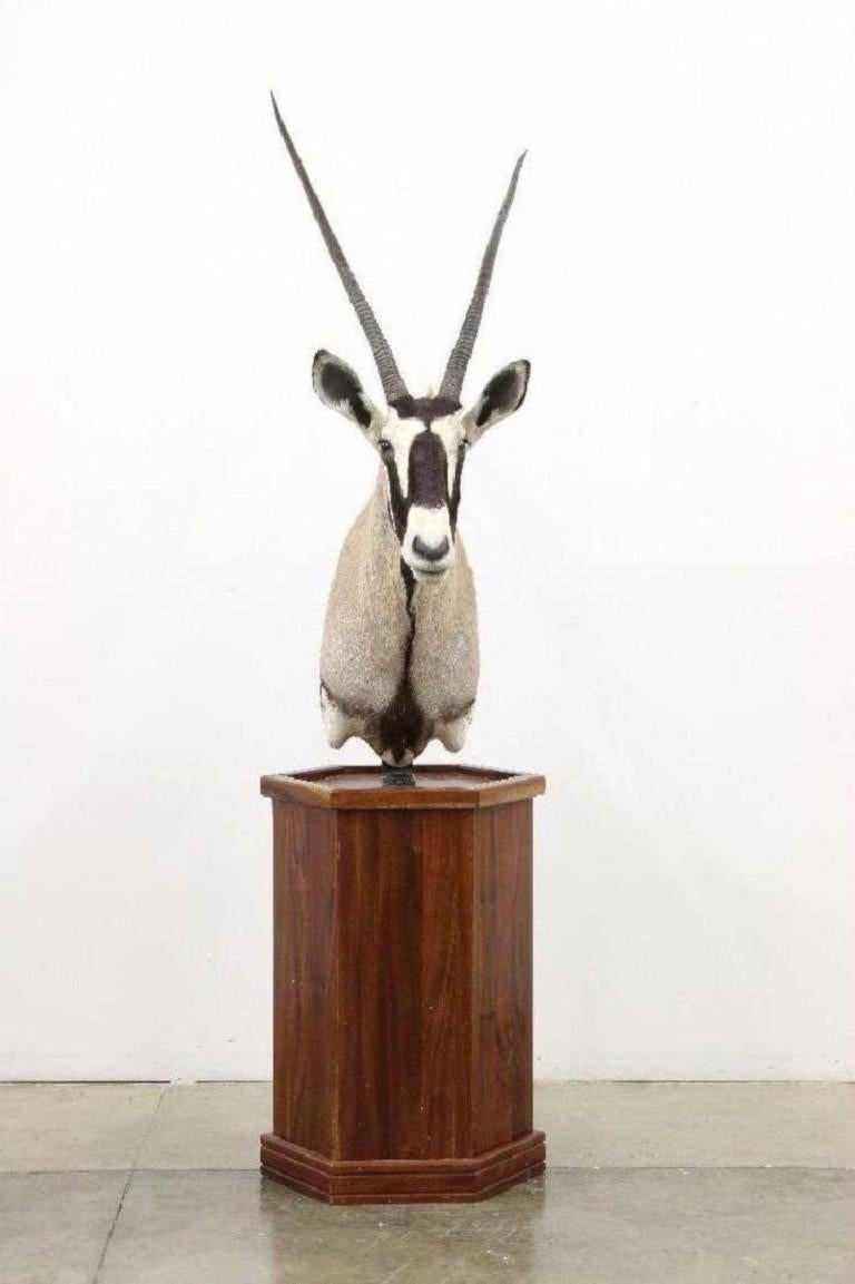 Gemsbok African Antelope Taxidermy Trophy Wall Mount on Stand at ...