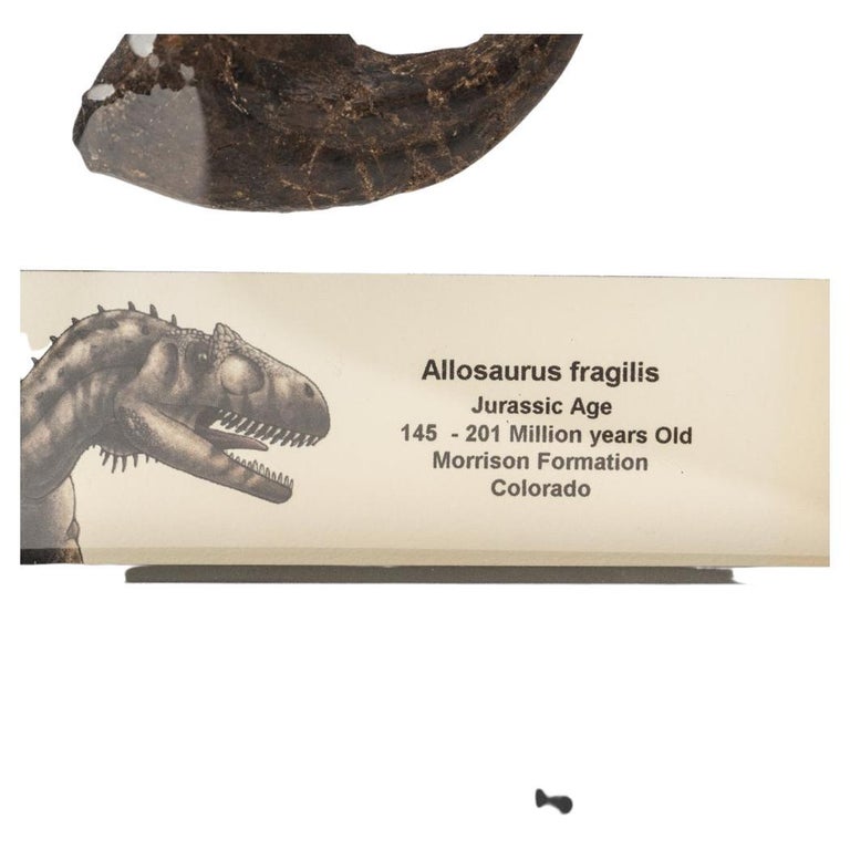 Genuine Allosaurus Fragilis Claw For Sale at 1stDibs