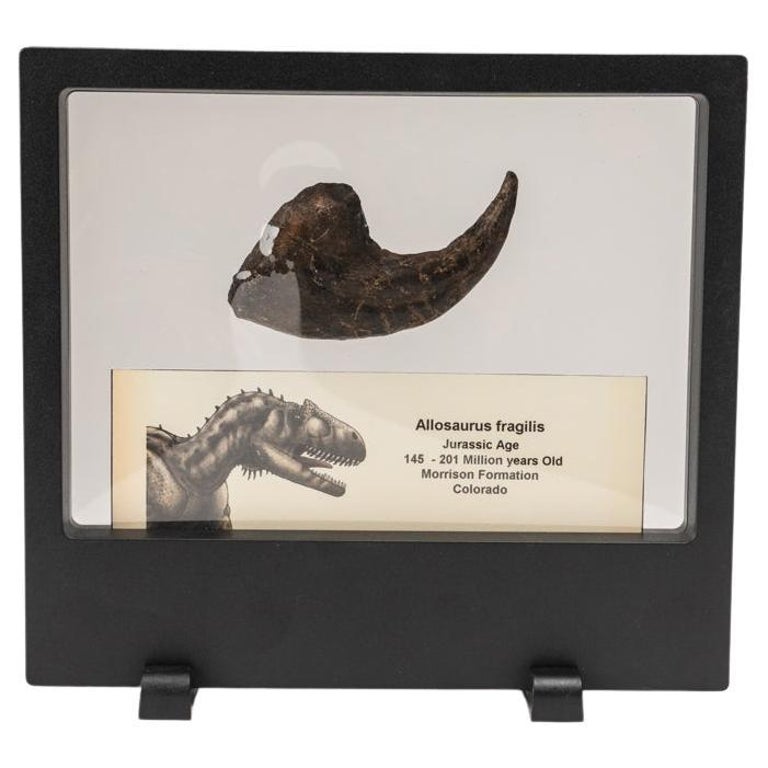 Genuine Allosaurus Fragilis Claw For Sale at 1stDibs
