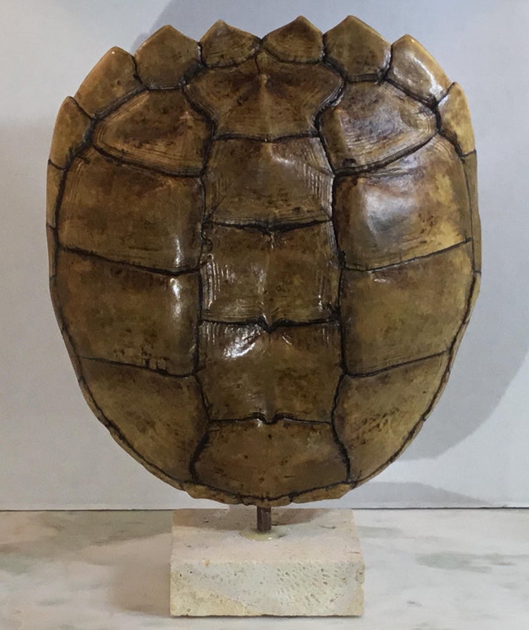Genuine American Frash Water Snapping Turtle Shell at 1stDibs