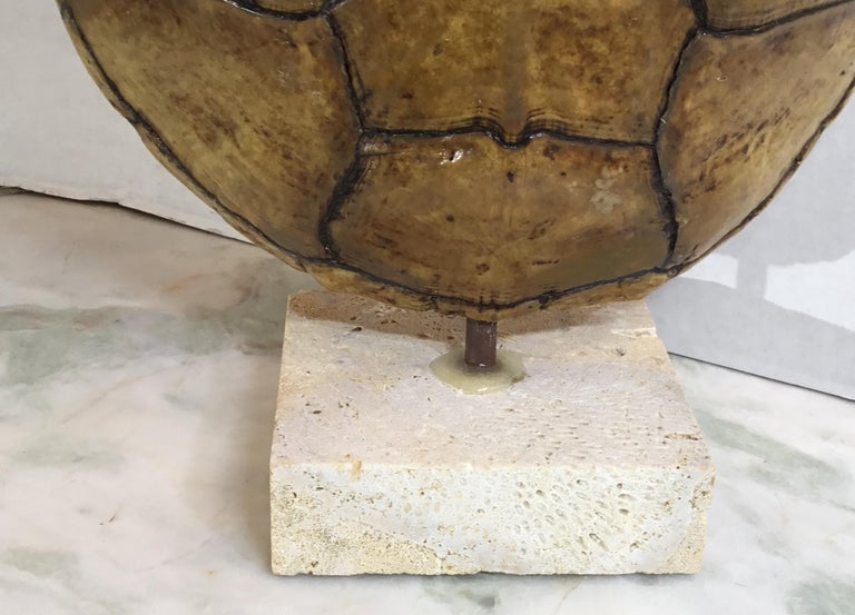 Genuine American Frash Water Snapping Turtle Shell at 1stDibs