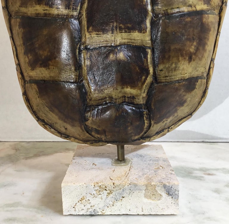 Genuine American Fresh Water Snapping Turtle Shell at 1stDibs