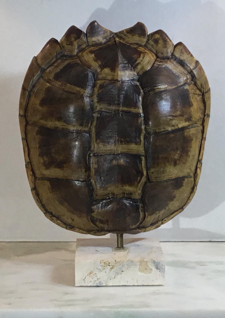 Genuine American Fresh Water Snapping Turtle Shell at 1stDibs