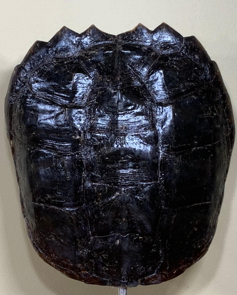 Genuine American Fresh Water Snapping Turtle Shell For Sale at 1stDibs ...