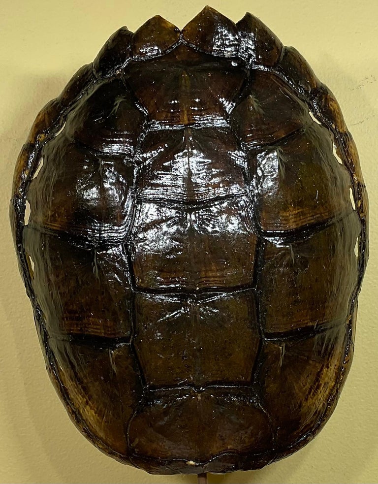 Genuine American Fresh Water Snapping Turtle Shell For Sale at 1stDibs