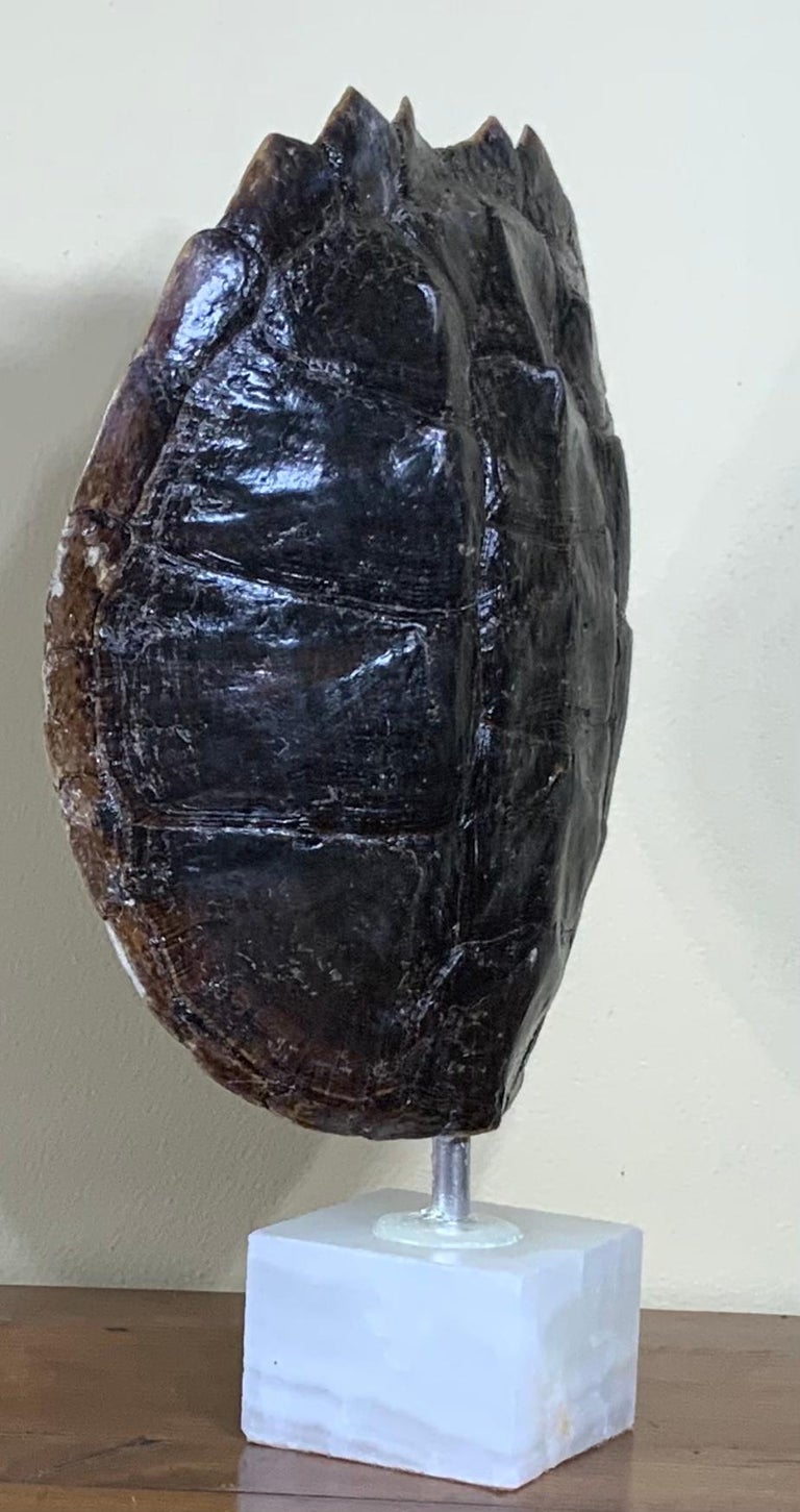 Genuine American Fresh Water Snapping Turtle Shell For Sale at 1stDibs ...