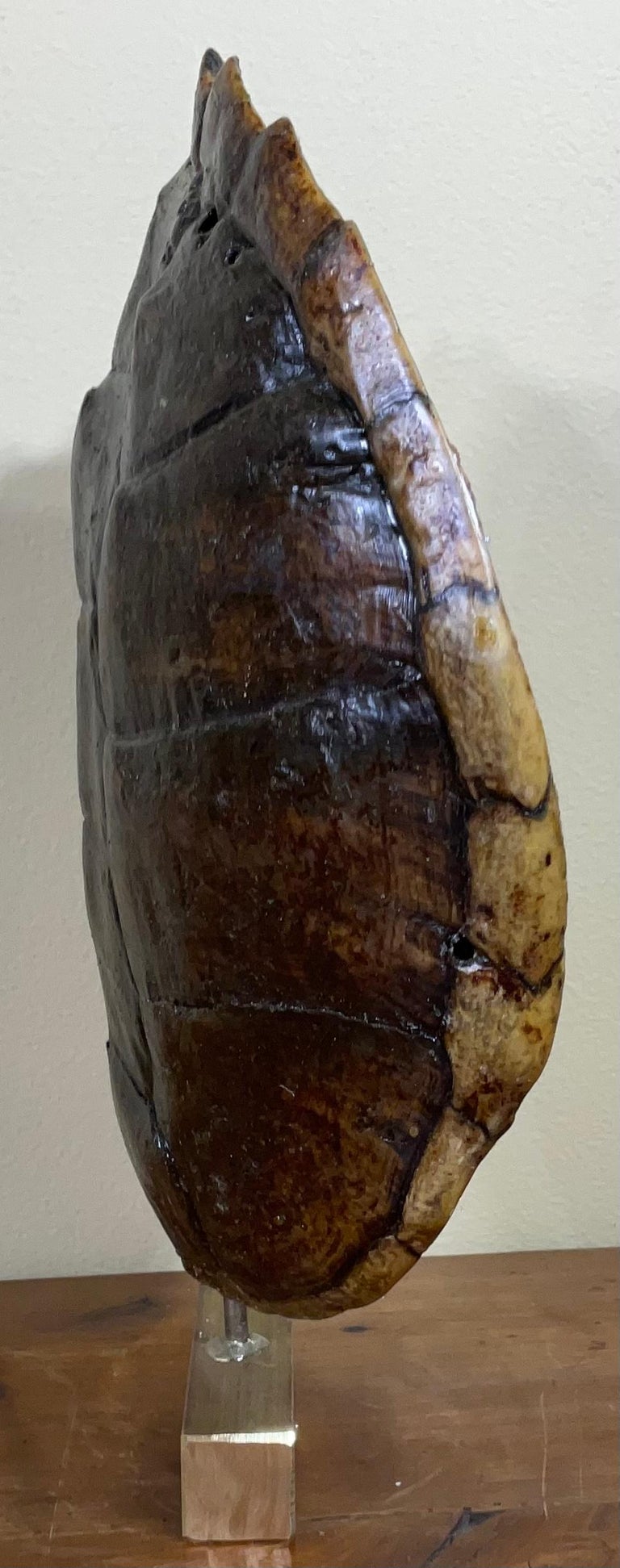 Genuine American Fresh Water Snapping Turtle Shell For Sale at 1stDibs