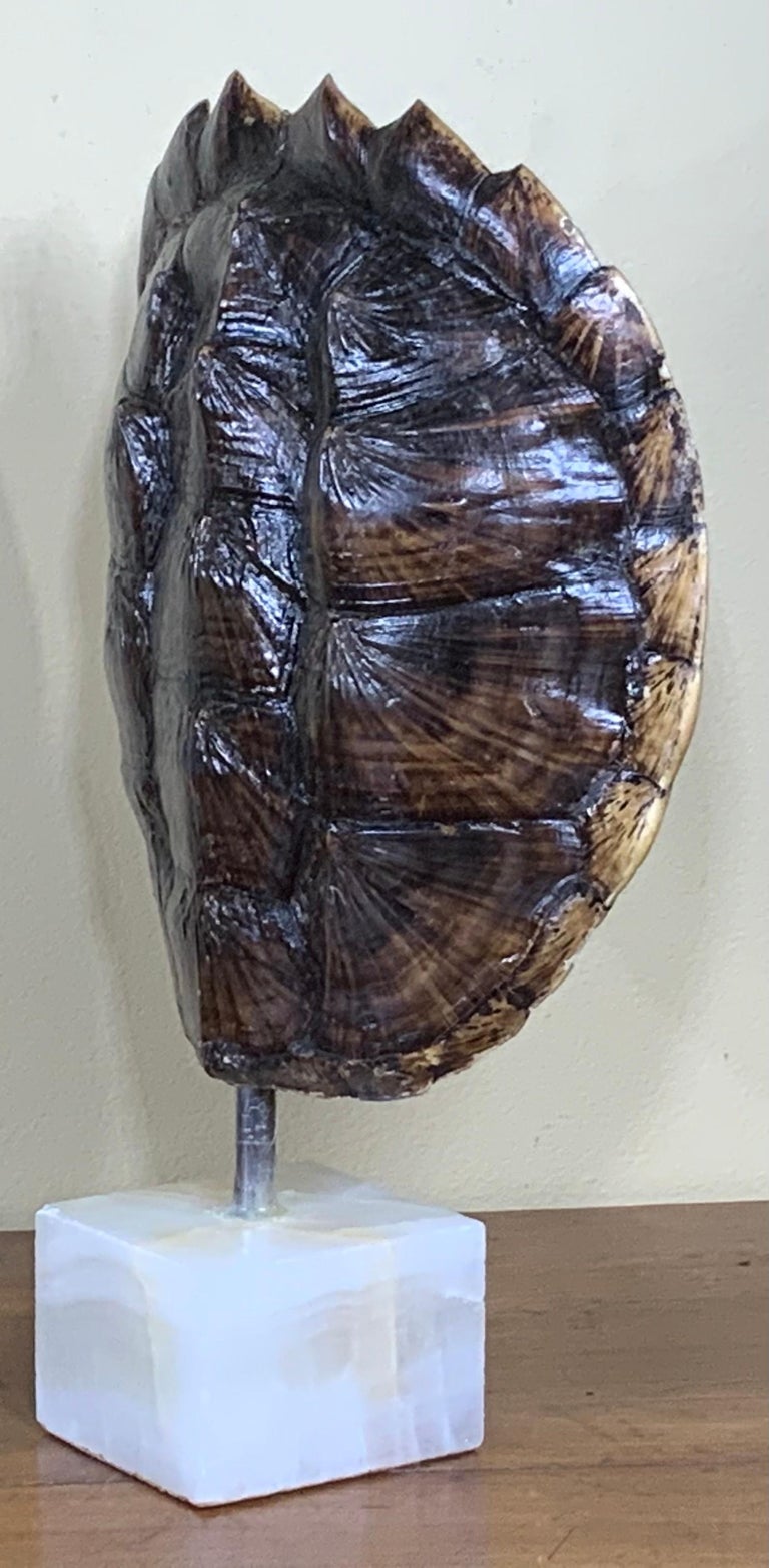 Genuine American Fresh Water Snapping Turtle Shell For Sale at 1stDibs ...