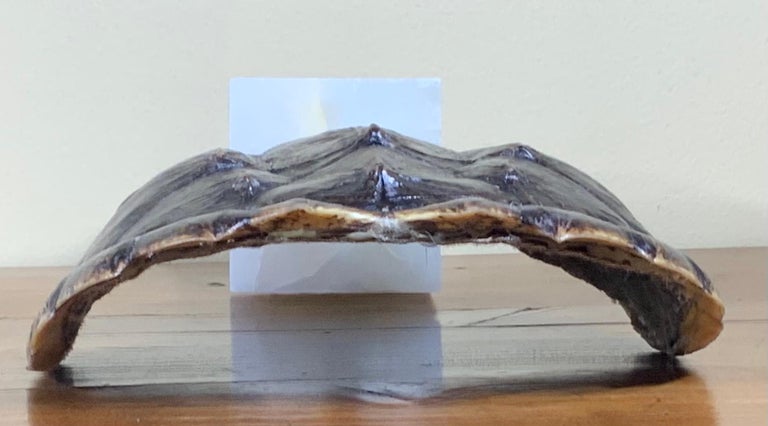 Genuine American Fresh Water Snapping Turtle Shell For Sale at 1stDibs ...