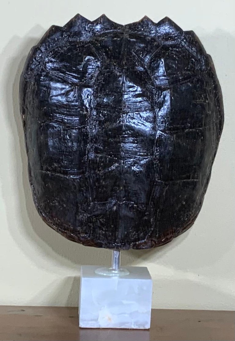 Genuine American Fresh Water Snapping Turtle Shell For Sale at 1stDibs ...