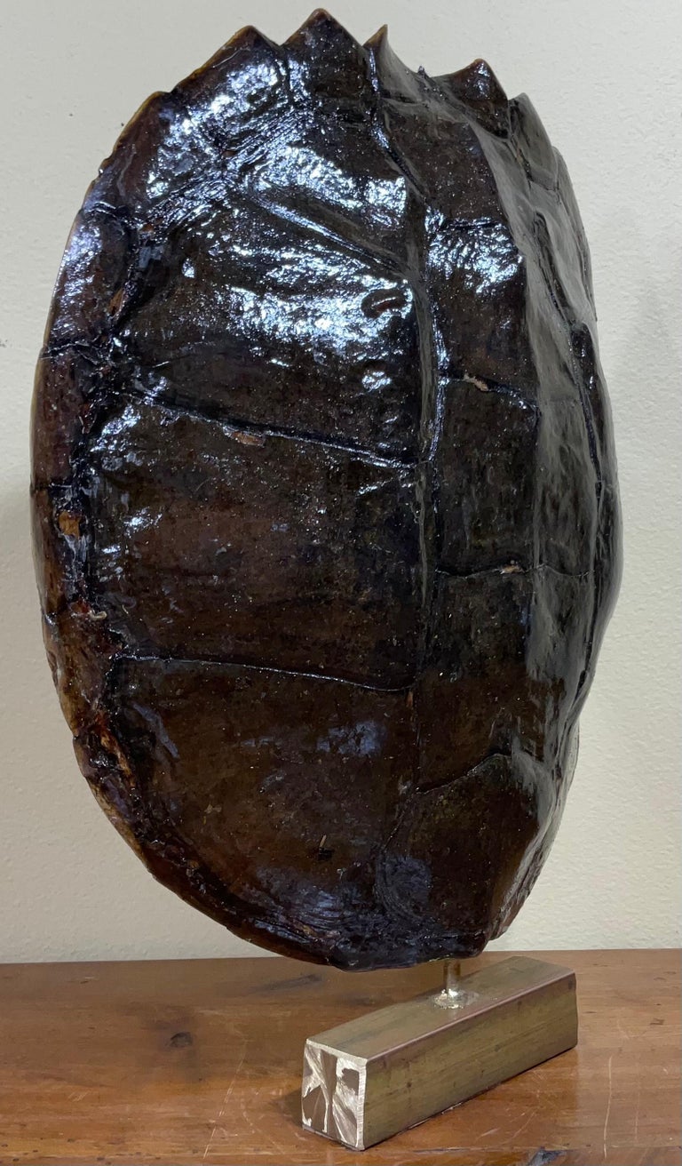 Genuine American Fresh Water Snapping Turtle Shell For Sale at 1stDibs