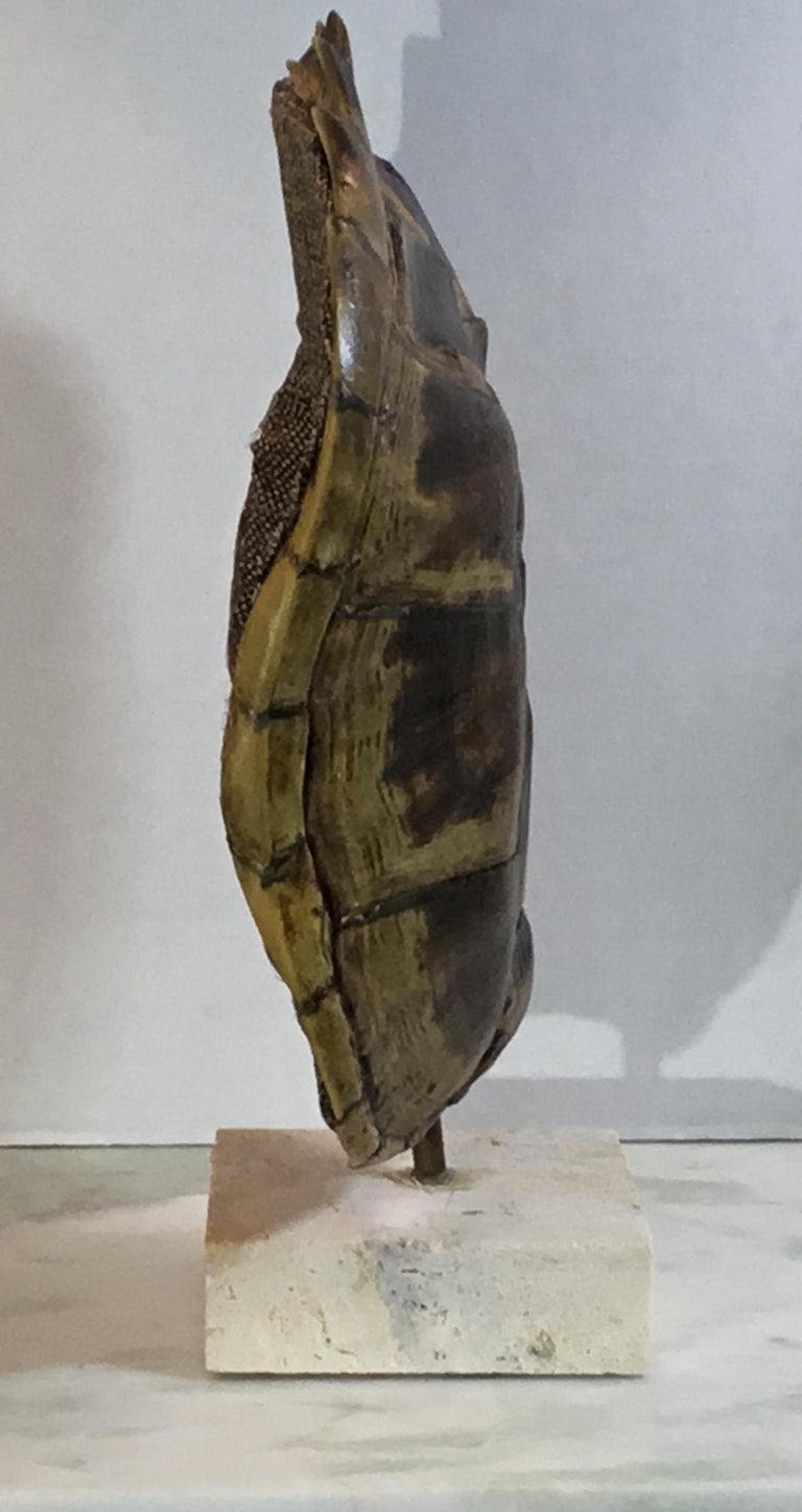 Genuine American Fresh Water Snapping Turtle Shell at 1stDibs