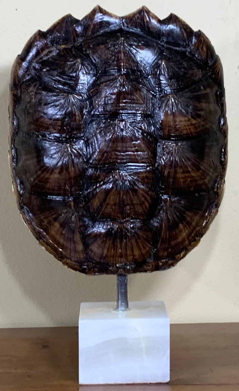 Genuine American Fresh Water Snapping Turtle Shell For Sale at 1stDibs ...