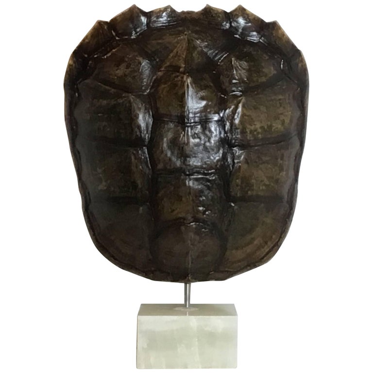 Genuine American Fresh Water Snapping Turtle Shell at 1stDibs