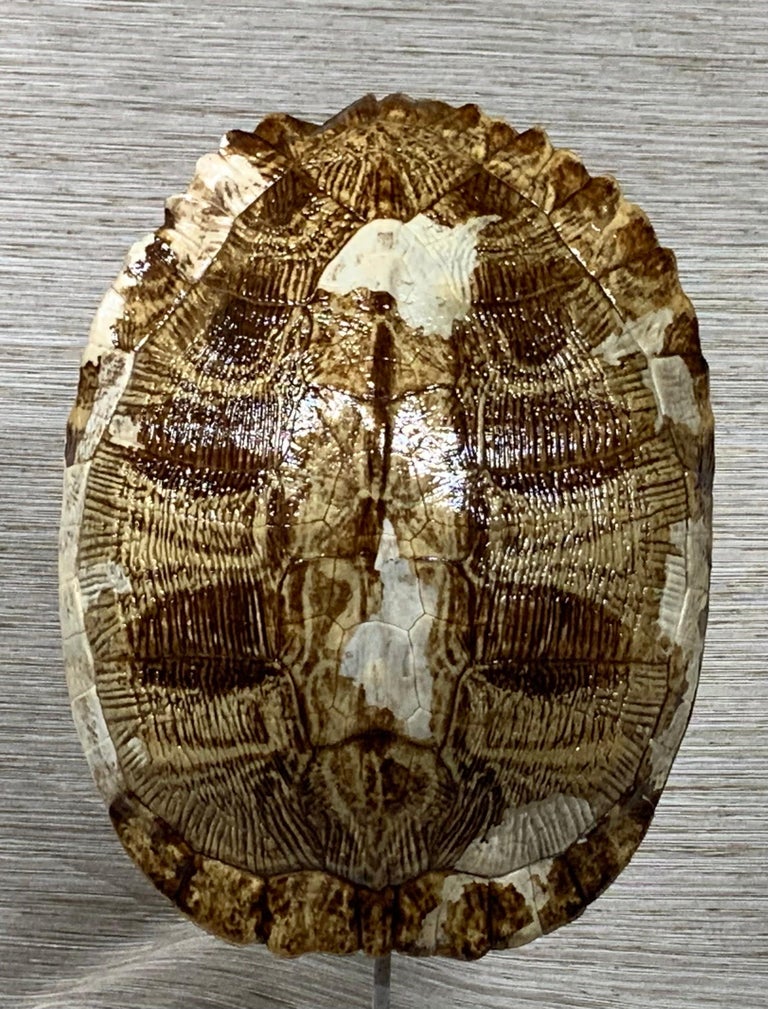 Genuine American Fresh Water Turtle Shell at 1stDibs