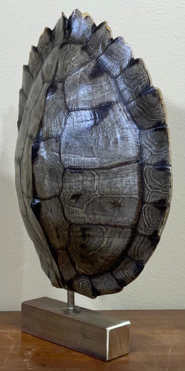 Genuine American Fresh Water Turtle Shell at 1stDibs