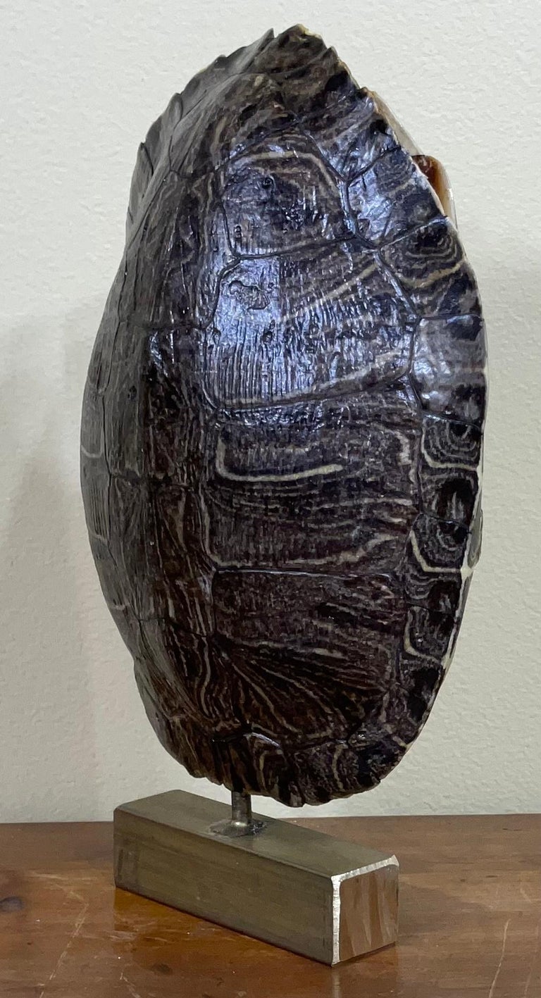 Genuine American Fresh Water Turtle Shell For Sale at 1stDibs