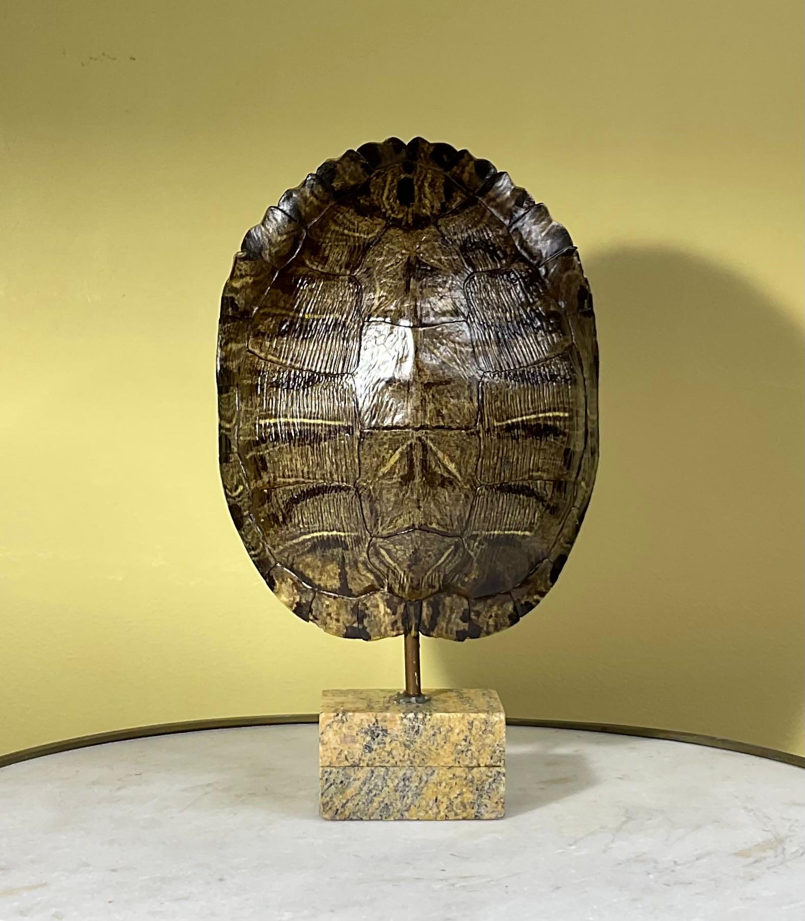 Genuine American Fresh Water Turtle Shell For Sale at 1stDibs