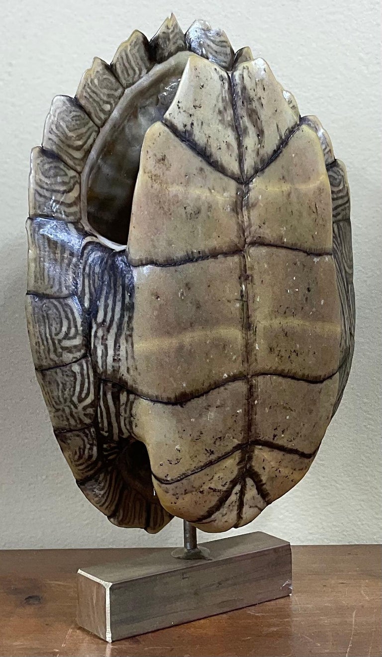 Genuine American Fresh Water Turtle Shell at 1stDibs