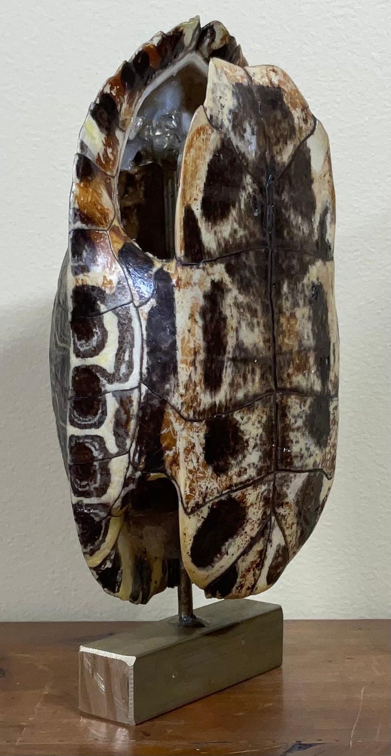Genuine American Fresh Water Turtle Shell For Sale at 1stDibs