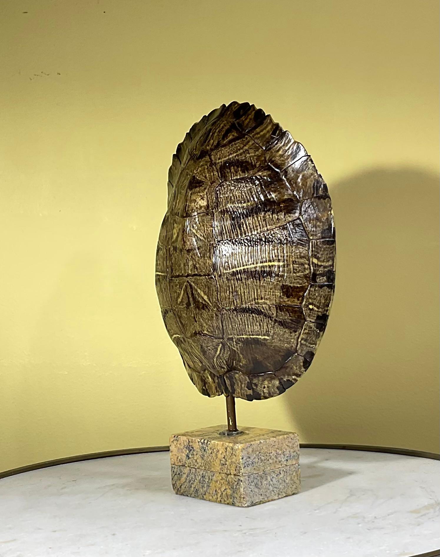 Genuine American Fresh Water Turtle Shell For Sale at 1stDibs