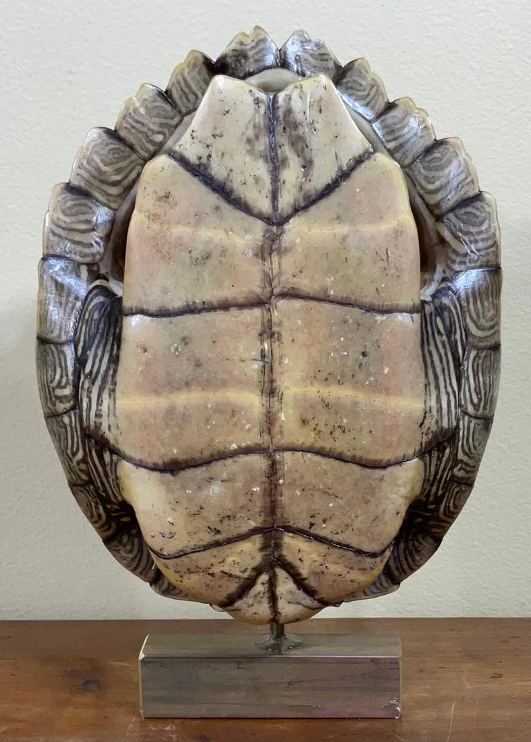 Genuine American Fresh Water Turtle Shell at 1stDibs