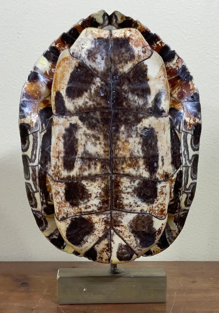 Genuine American Fresh Water Turtle Shell For Sale at 1stDibs