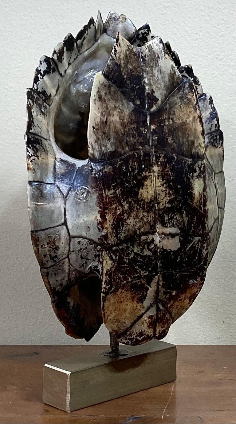 Genuine American Fresh Water Turtle Shell For Sale at 1stDibs