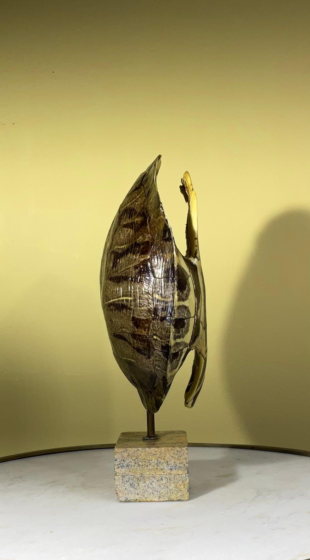 Genuine American Fresh Water Turtle Shell For Sale at 1stDibs